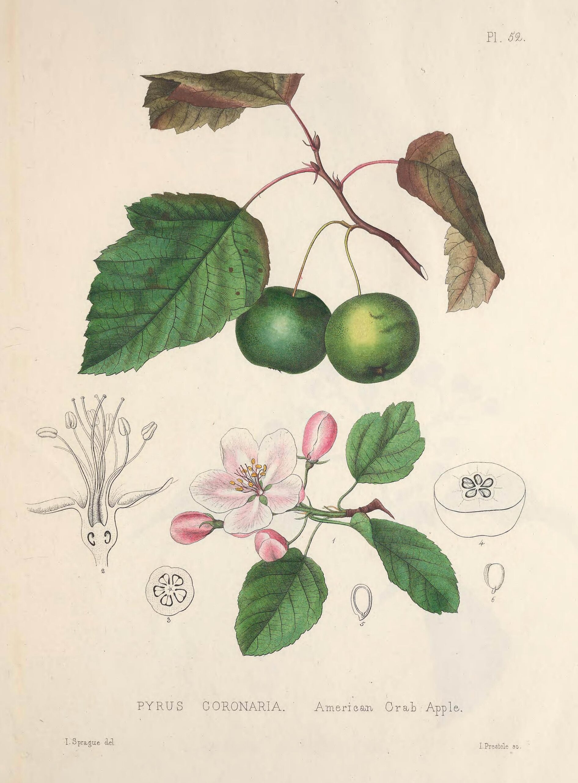 Living Landscape | Morris-Jumel Mansion